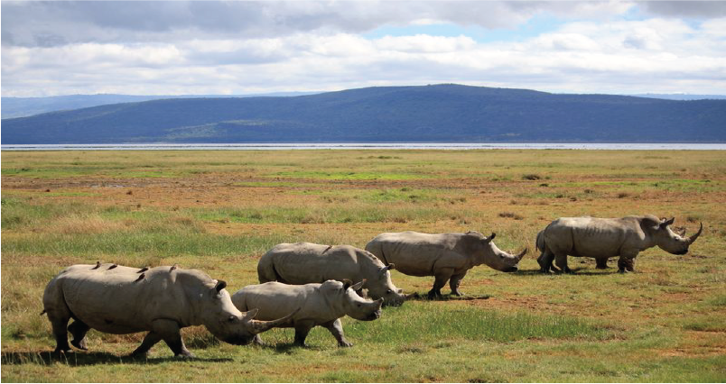 Lake Nakuru | Travel agency In Nairobi