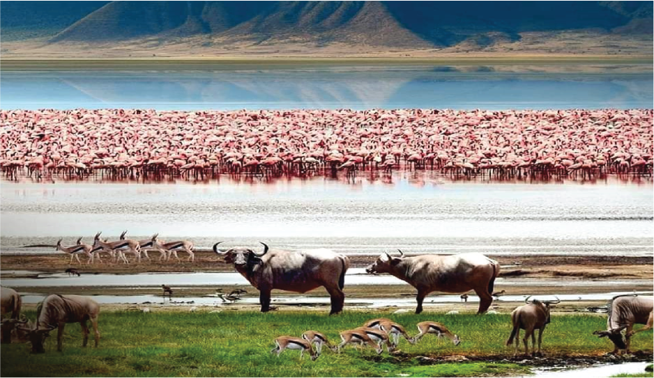 Masai Mara flying package | Best flying safari to Masai Mara 2023